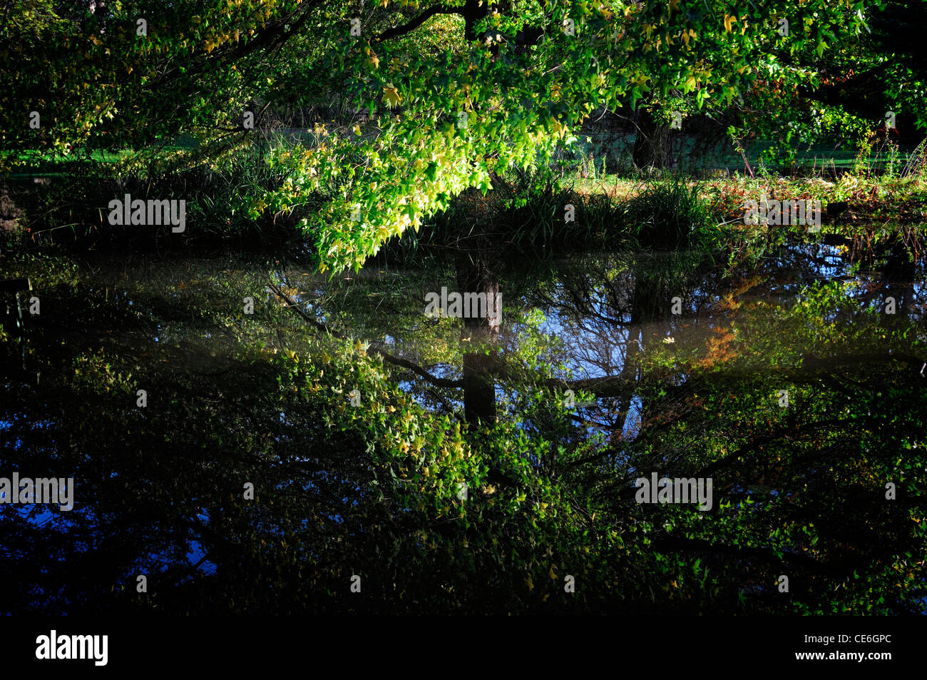 acer maple tree reflect reflection reflected pond pool water acers ...