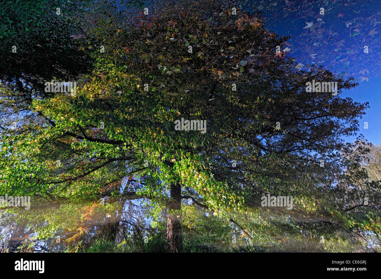 acer maple tree reflect reflection reflected pond pool water acers ...