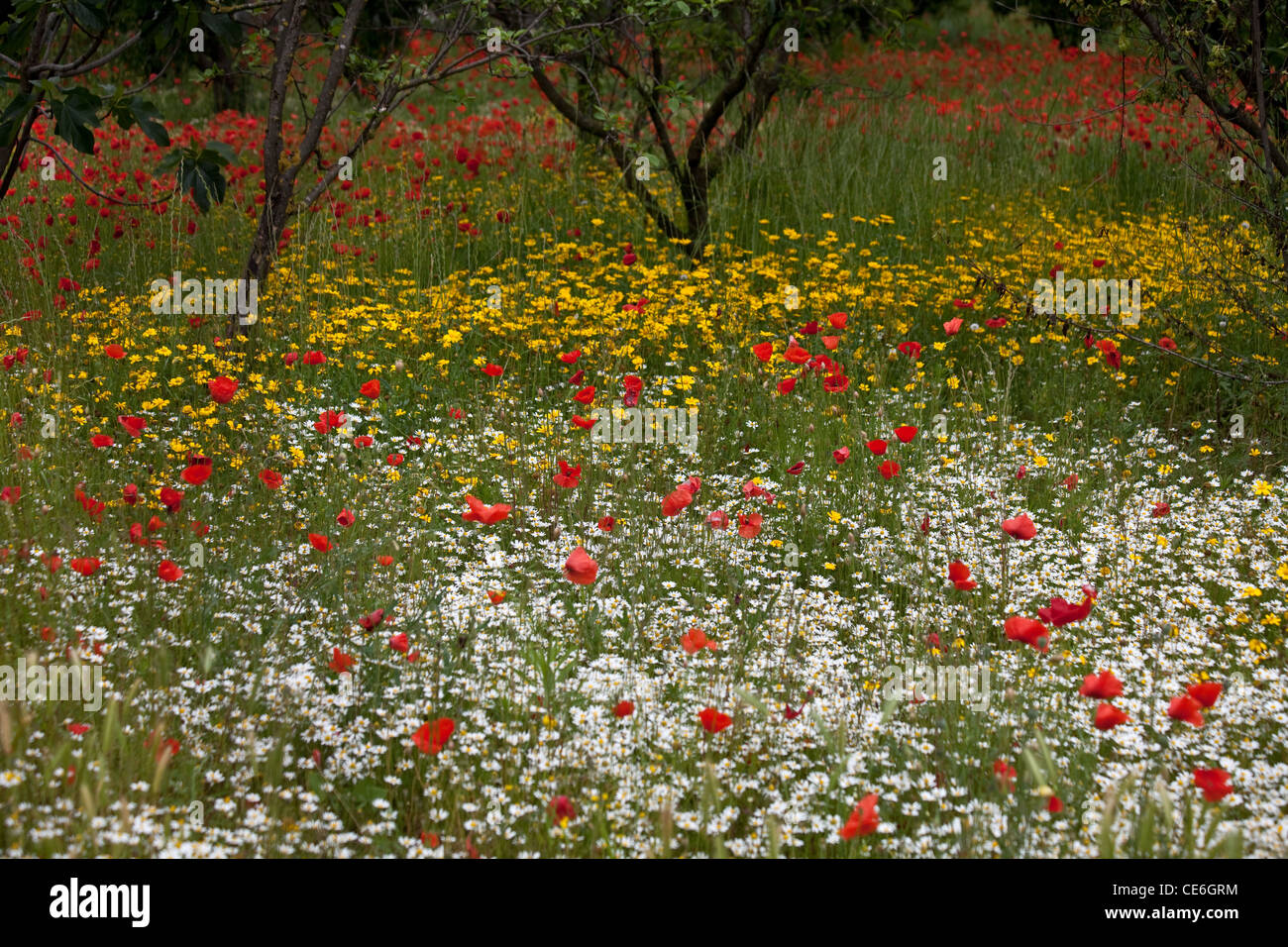 POPPY WILD FLOWERS FIELD ITALY Stock Photo - Alamy
