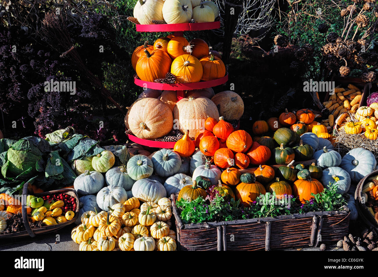 autumn autumnal fall harvest food edible garden crop crops display ...