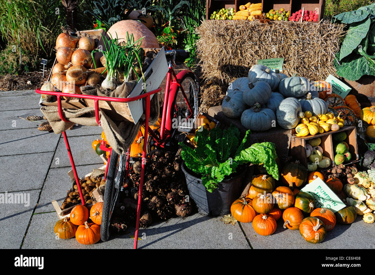 autumn autumnal fall harvest food edible garden crop crops display ...