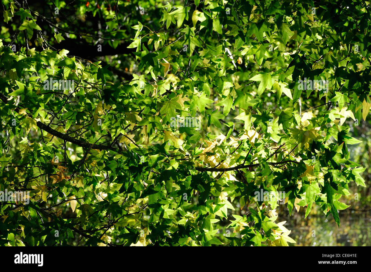 backlit acer palmatum leaves leaf green foliage backlighting deciduous ...