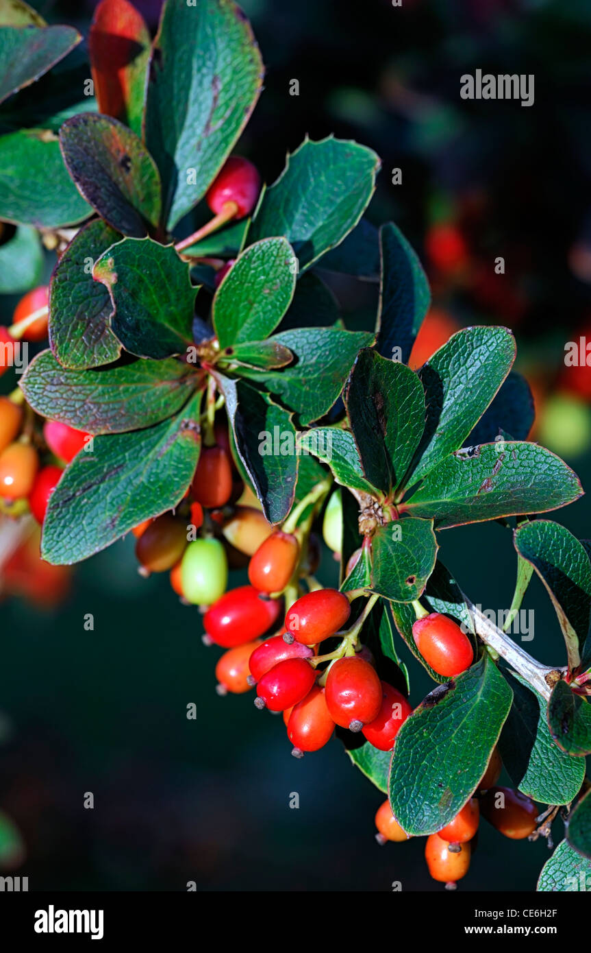berberis berry berries red barberry november autumnal fall closeups ...