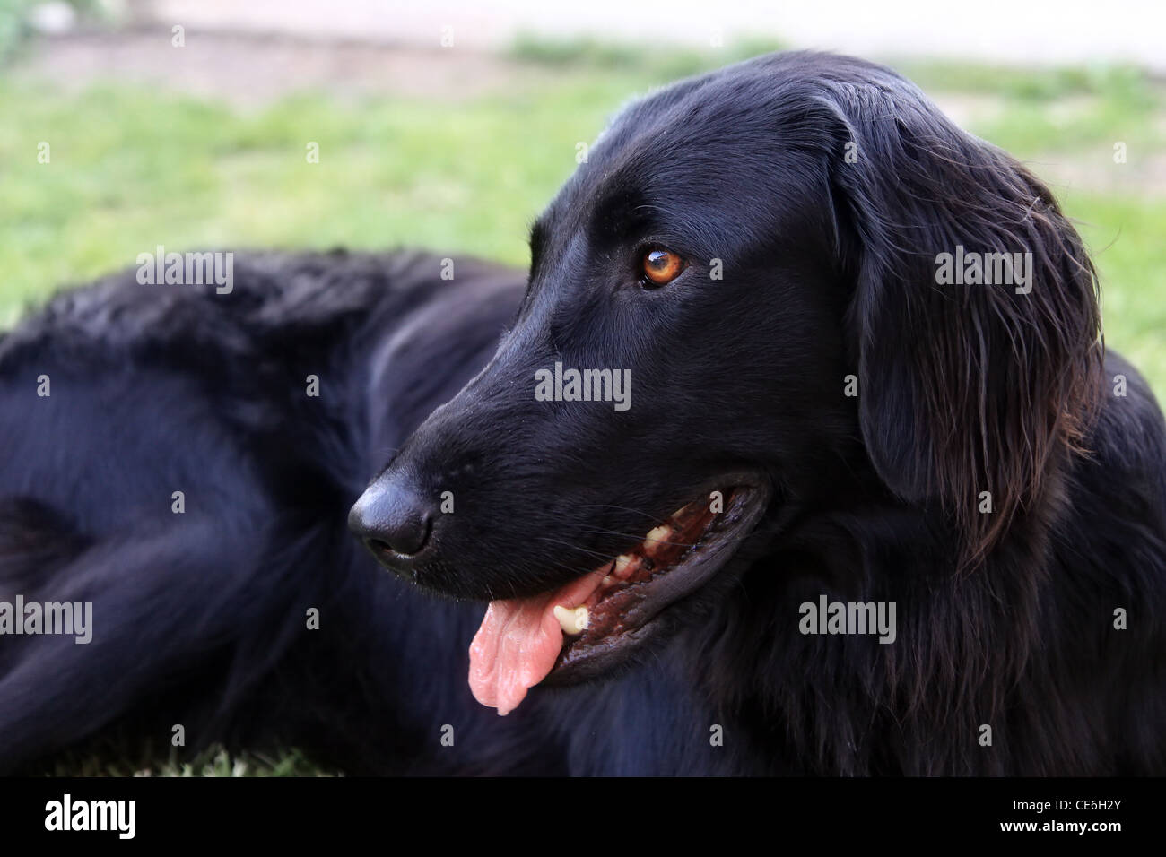 black labrador retriever (female Stock Photo - Alamy