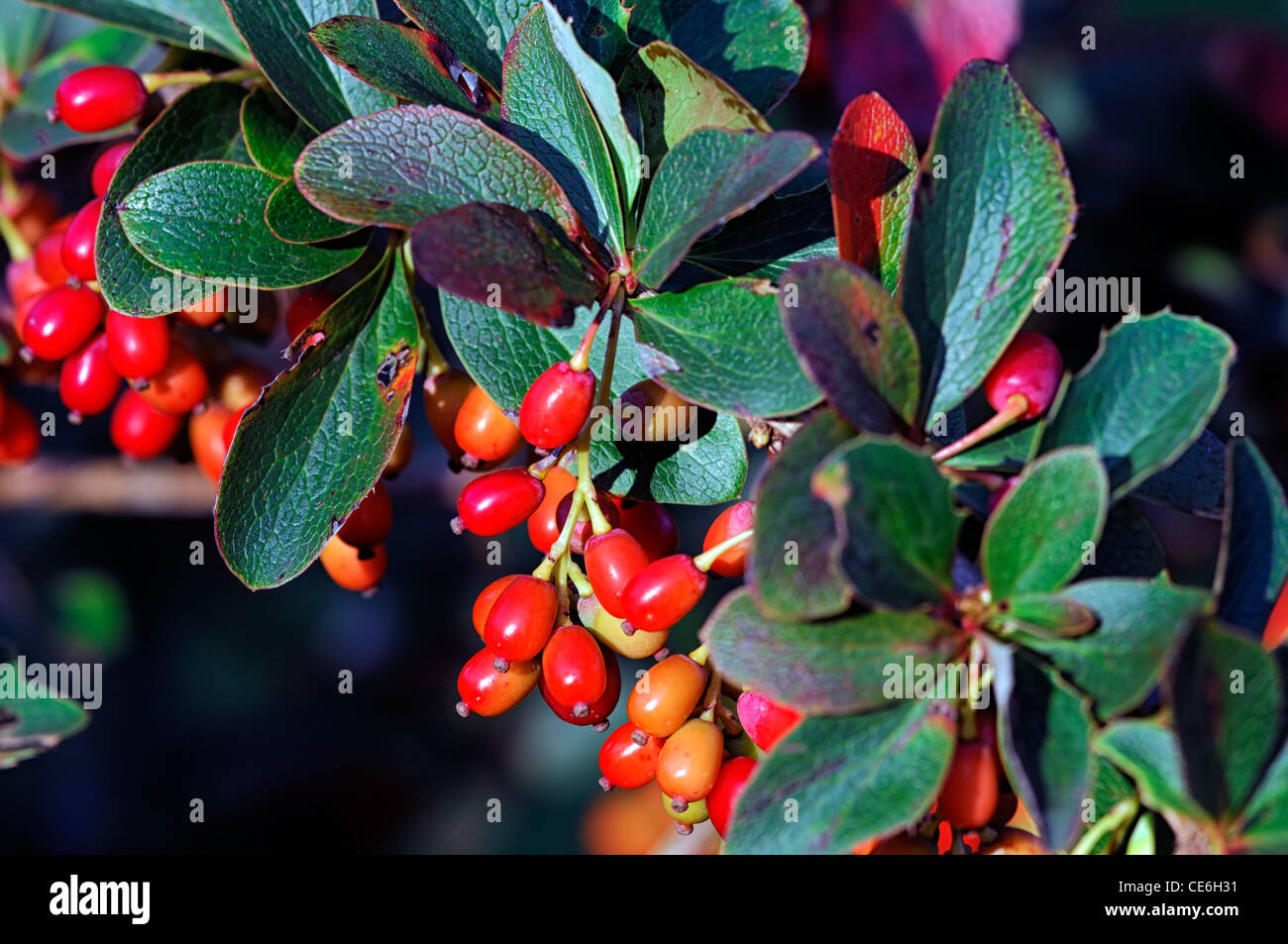 berberis berry berries red barberry november autumnal fall closeups ...