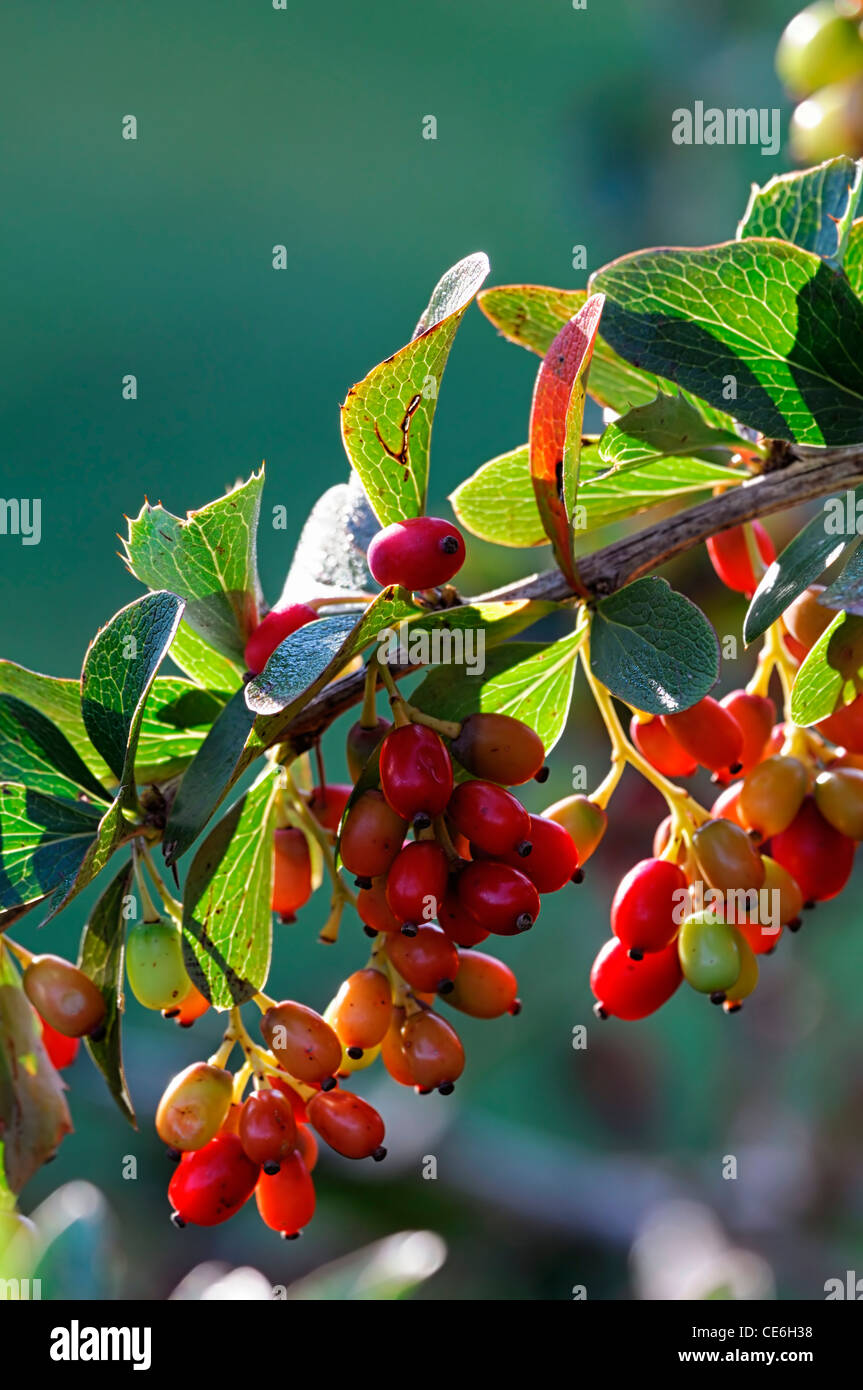 berberis berry berries red barberry november autumnal fall closeups ...