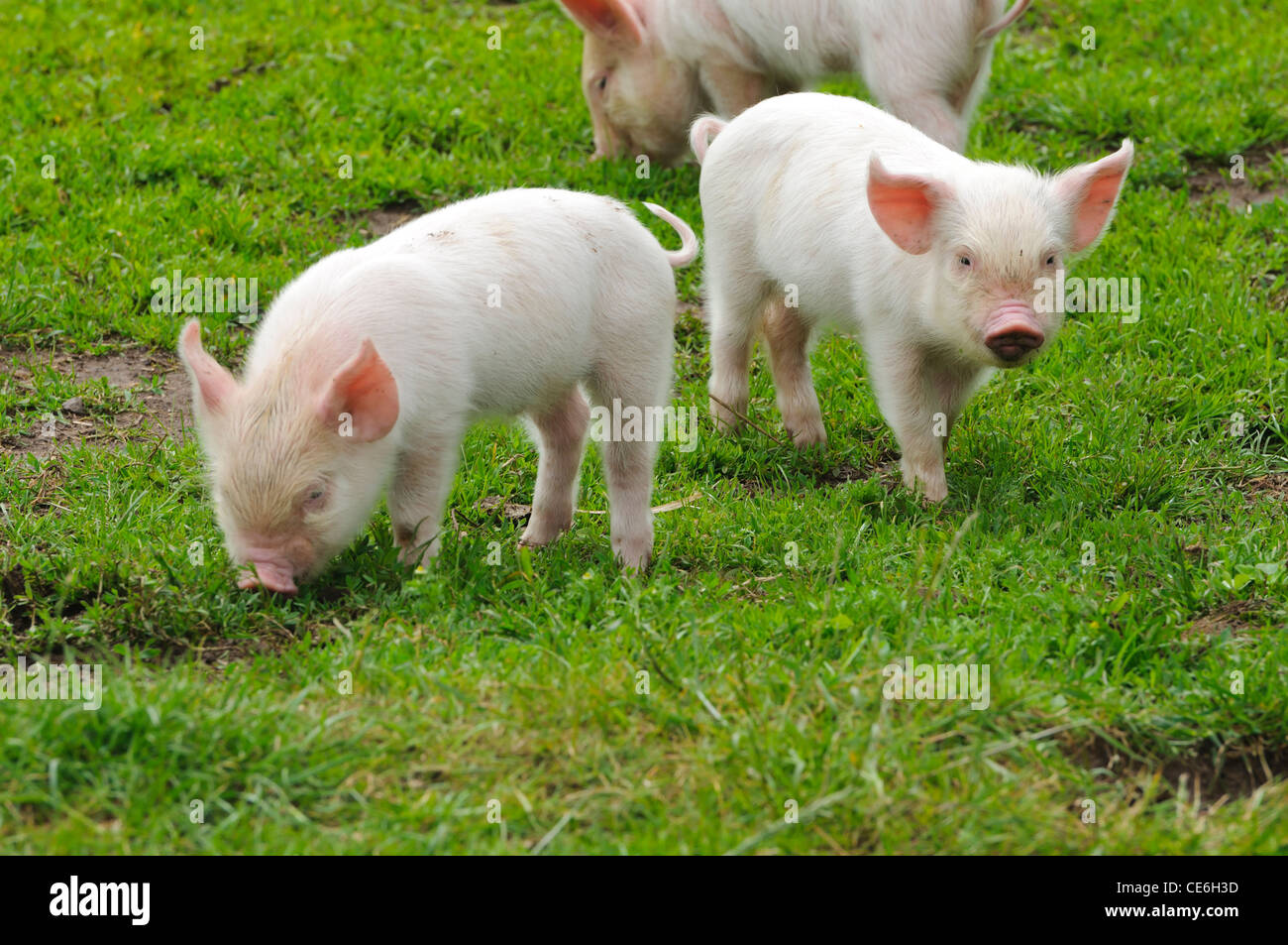 Young piglets playing together in field in Peak District National Park ...