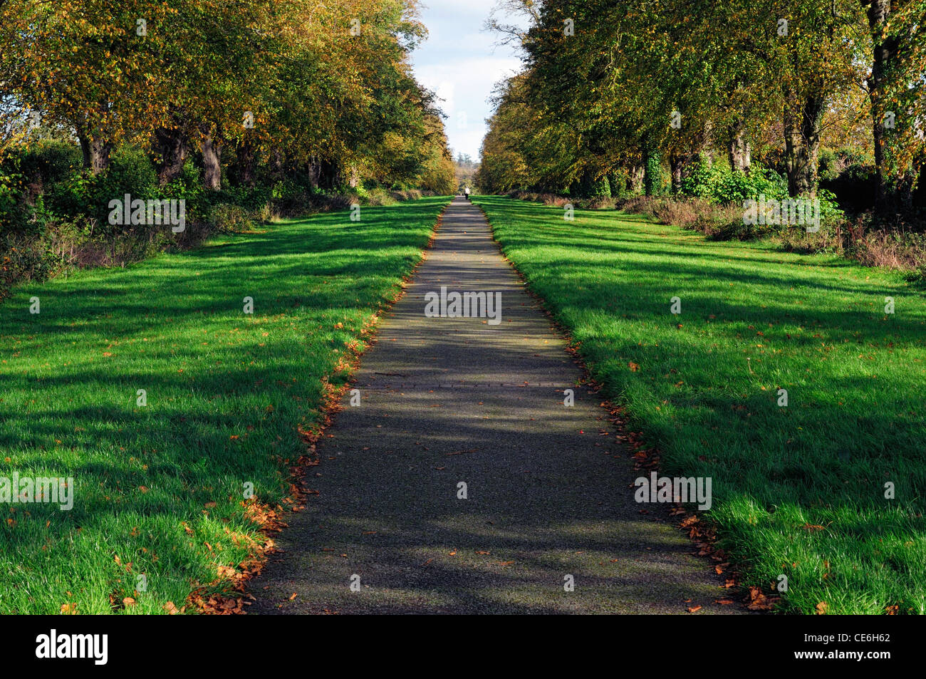 carton walk maynooth ireland Avenue path walkway trail lead head ...