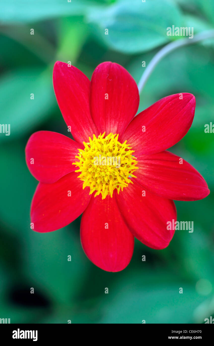 dahlia coccinea plants portraits colors colours red bright flowers ...