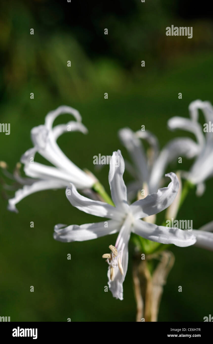 Nerine Ella K Guernsey lily Bowden-Cornish lily Nikita nerines autumn ...