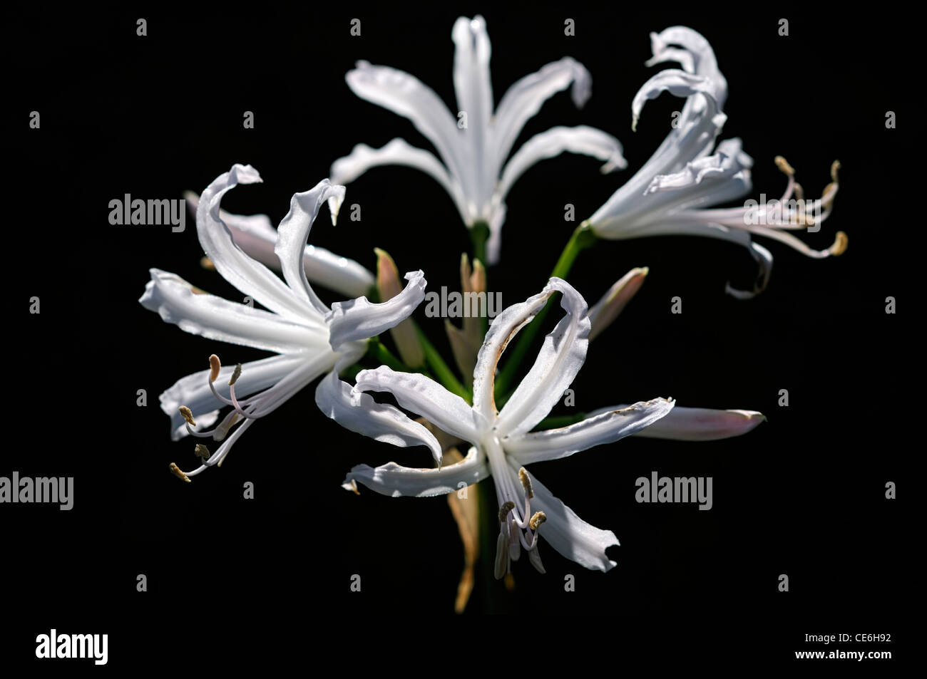Nerine Ella K Guernsey lily Bowden-Cornish lily Nikita nerines autumn ...