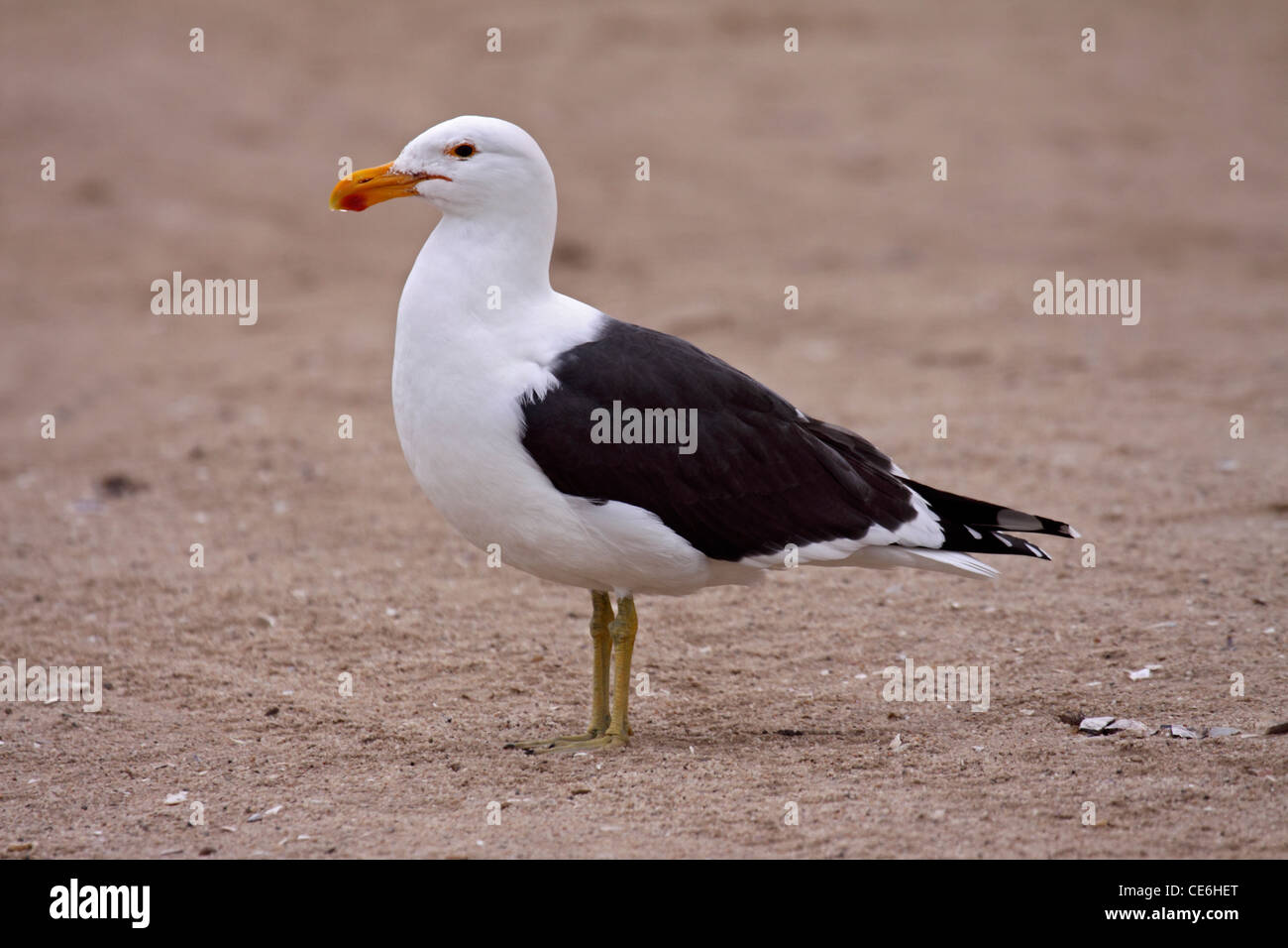 Kelp gull on beach in Namibia Stock Photo - Alamy