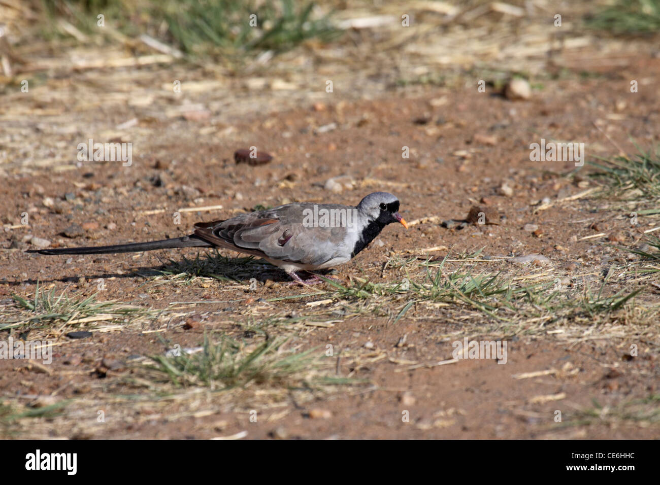 Namaqua dove on ground in Namibia Stock Photo - Alamy