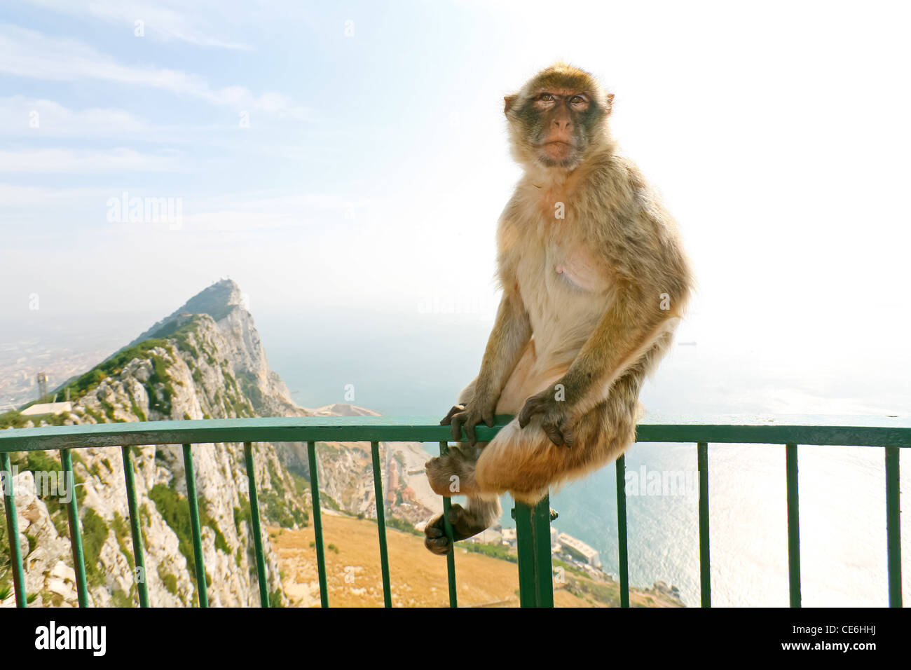 Gibraltar Monkeys or Barbary Macaques are considered by many to be the ...