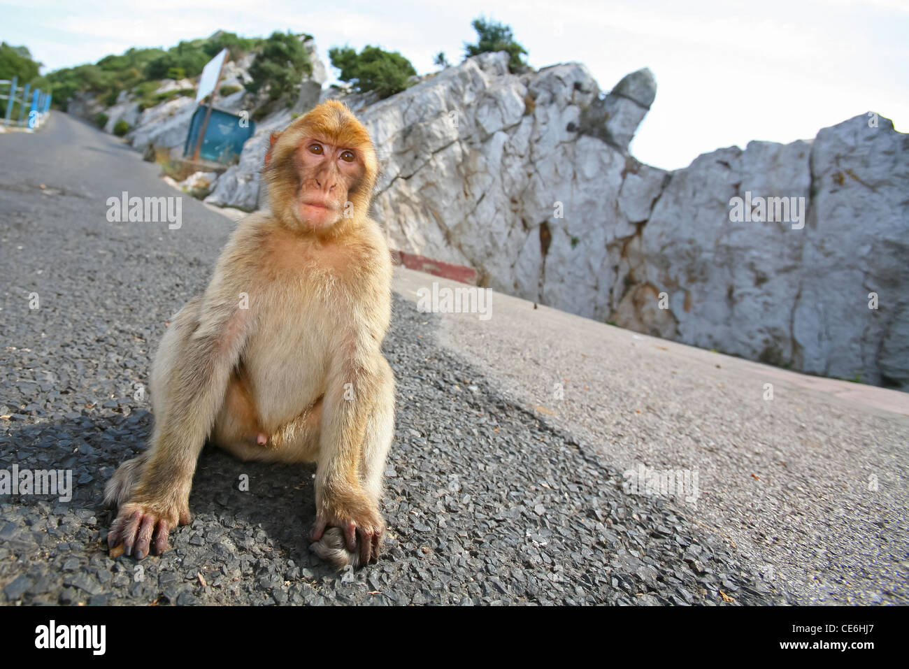 Gibraltar Monkeys or Barbary Macaques are considered by many to be the ...