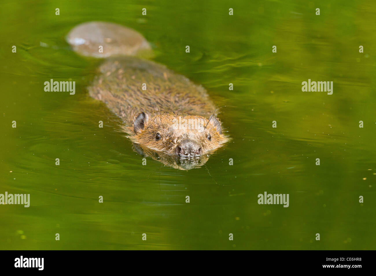 European Beaver (Castor fiber) In Water Stock Photo - Alamy