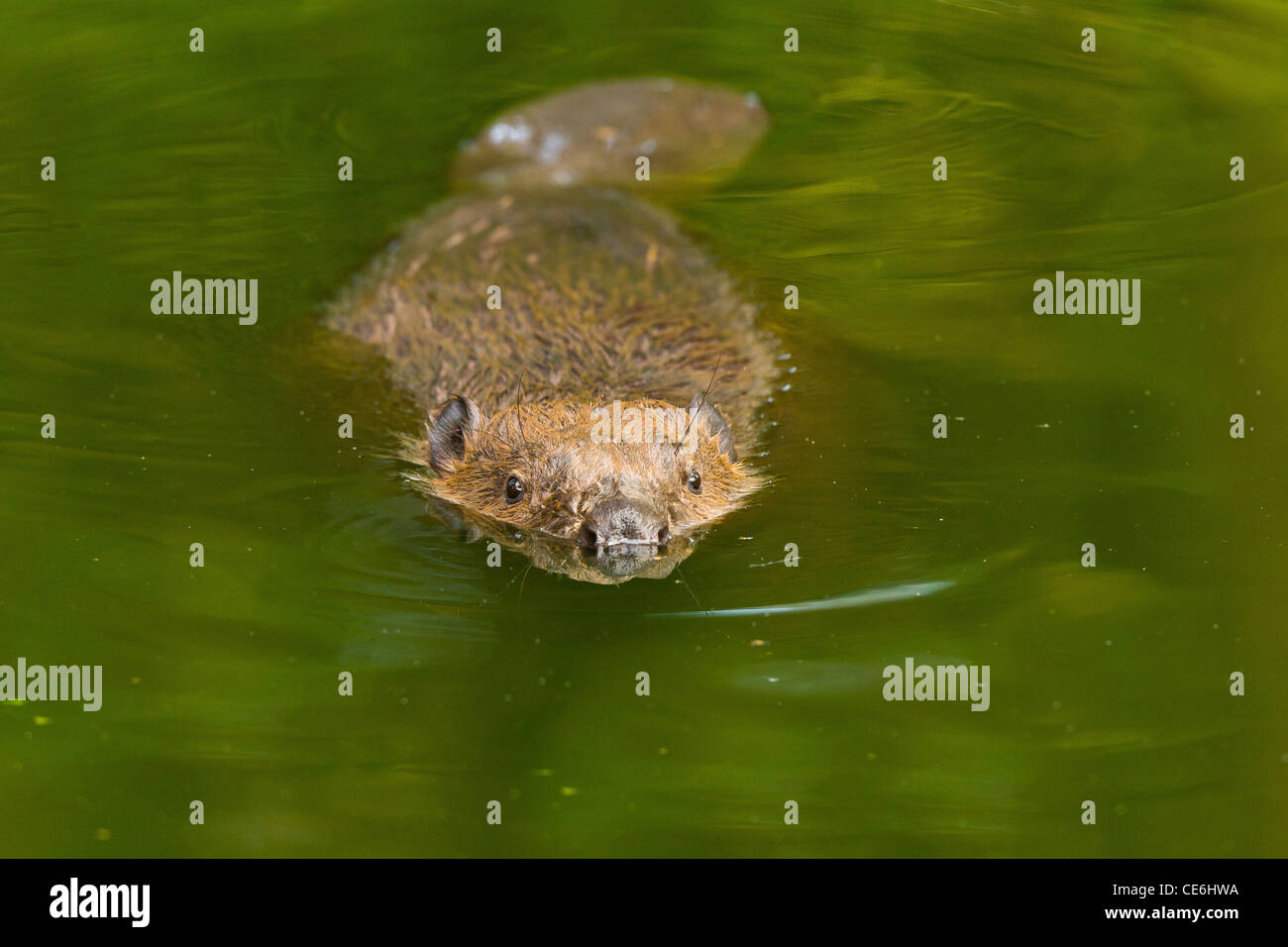 Castor fibe hi-res stock photography and images - Alamy