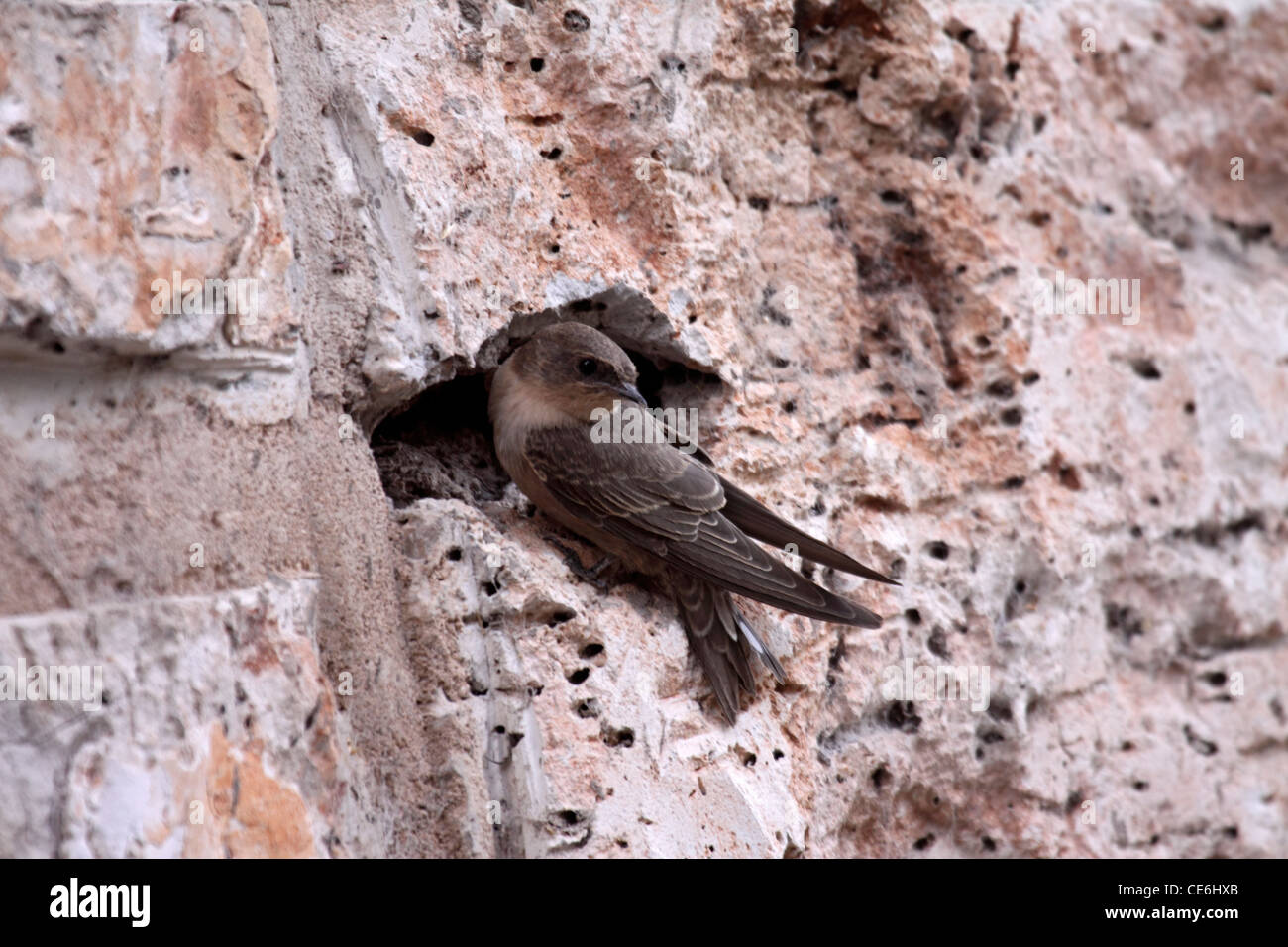 African rock martin hi-res stock photography and images - Alamy