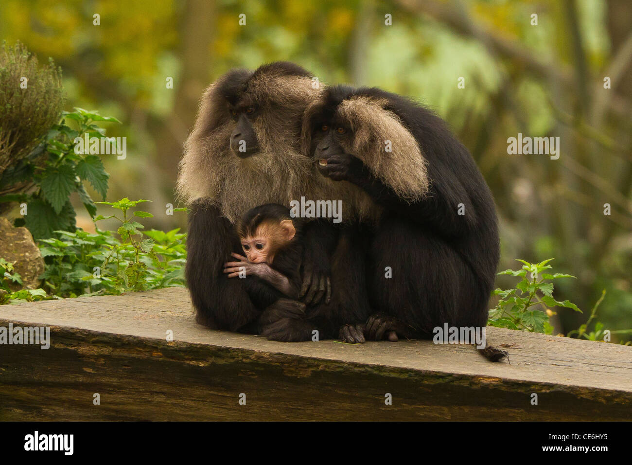 Lion Tailed Macaques (Macaca silenus) Family Stock Photo - Alamy