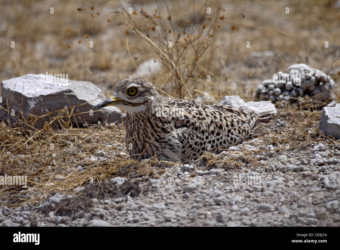 Spotted dikkop sitting on nest in Namibia Stock Photo - Alamy