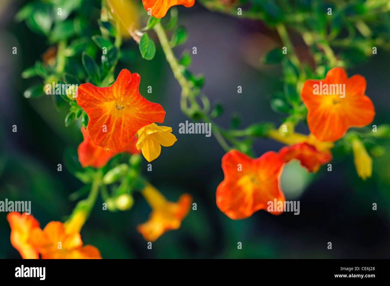 streptosolen jamesonii marmalade bush fire bush orange closeups close ...