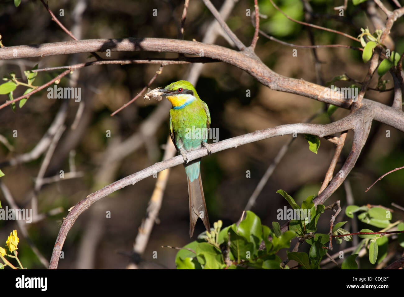 Africa namibia african bee eaters hi-res stock photography and images ...