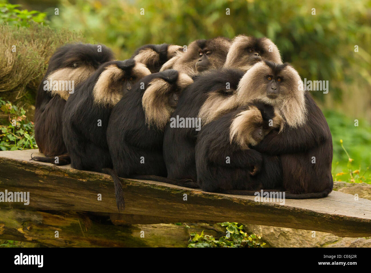 Lion Tailed Macaques (Macaca silenus) Family Stock Photo - Alamy