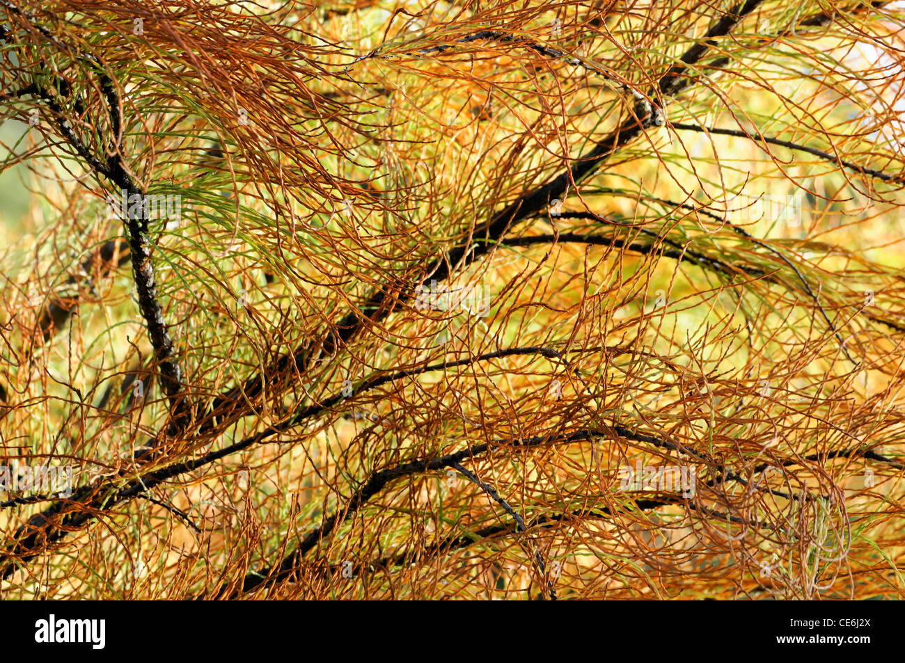 pseudolarix amabilis golden larch closeup bright orange yellow needles ...