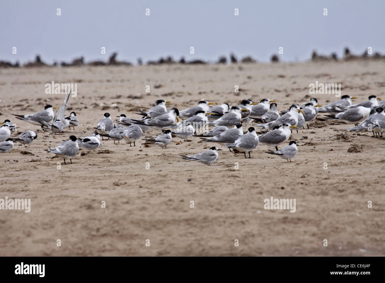 African terns hi-res stock photography and images - Alamy