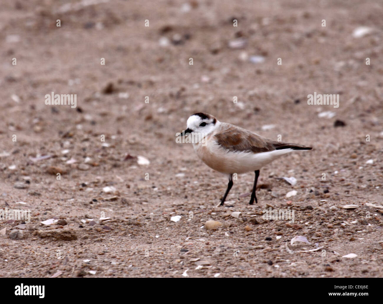 White fronted plover on beach in namibia Stock Photo - Alamy
