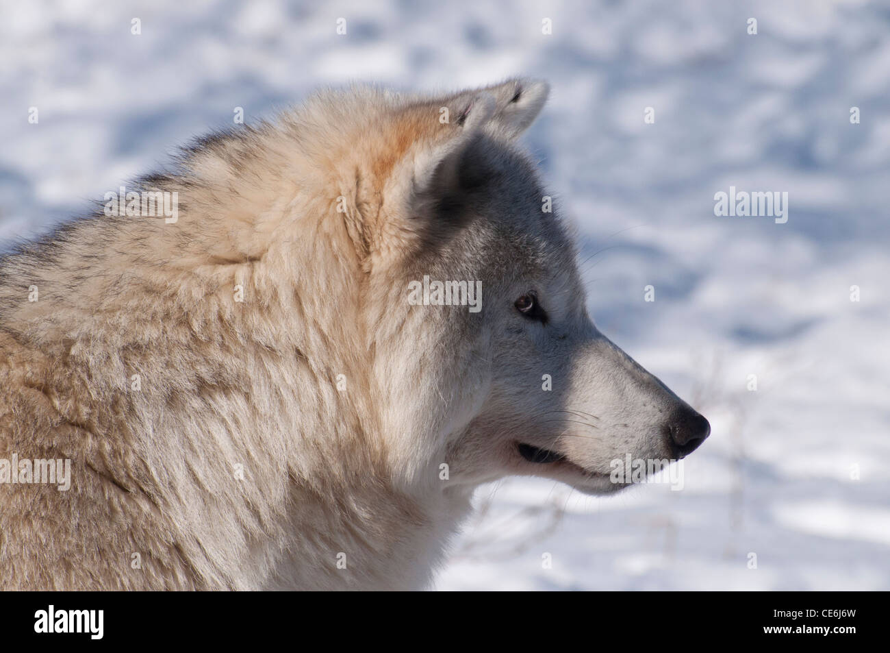 Close-up of a Timber Wolf Stock Photo - Alamy