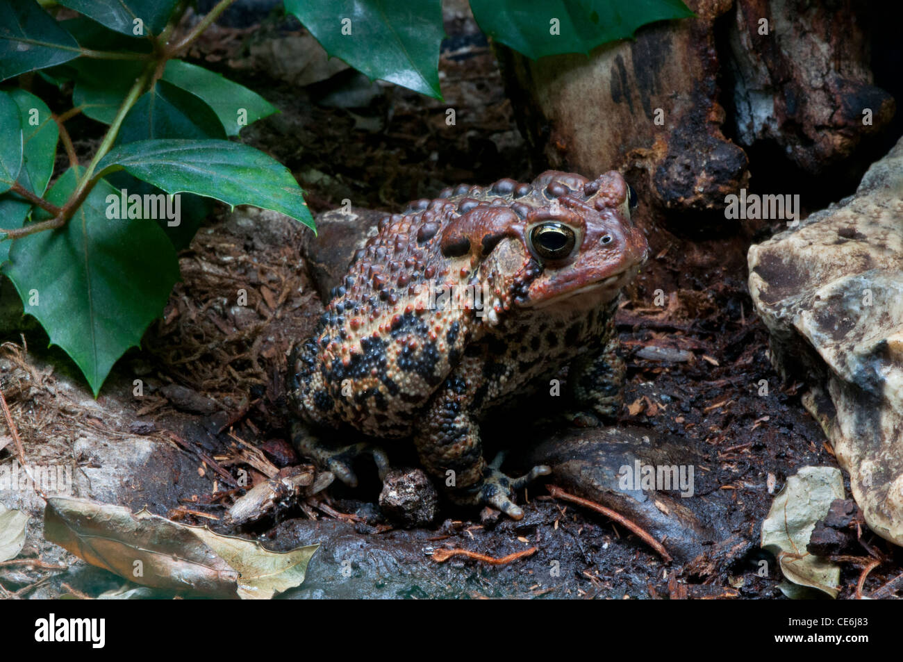 An American Toad Stock Photo - Alamy