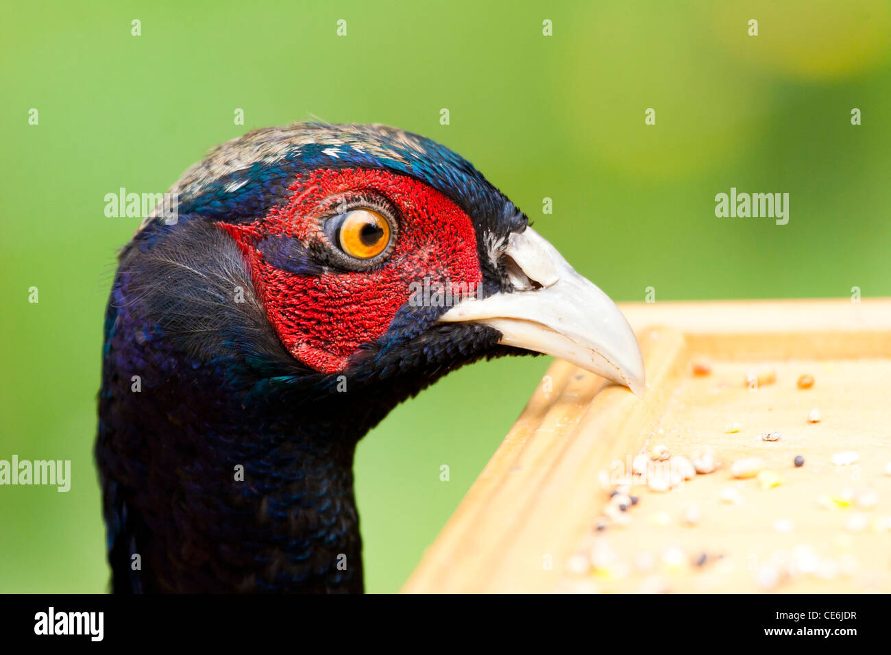 male pheasant head resting on bird table Stock Photo - Alamy