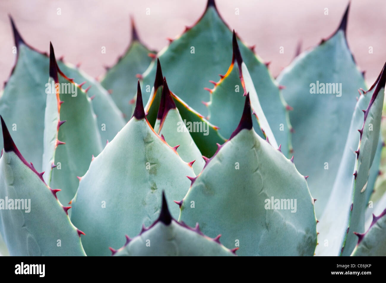 Parry's agave hi-res stock photography and images - Alamy
