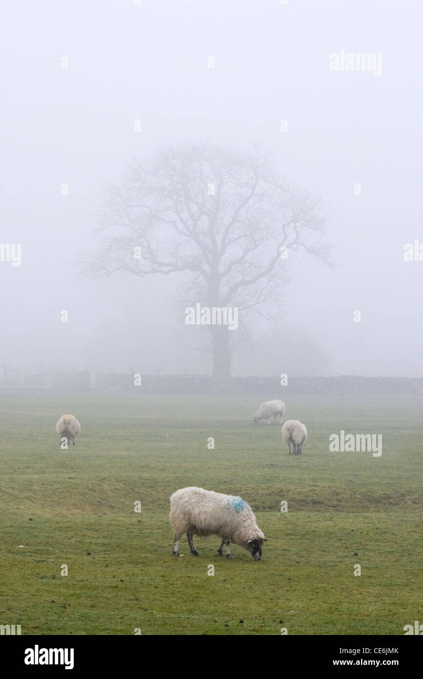 Sheep in a misty field early in the morning Stock Photo - Alamy