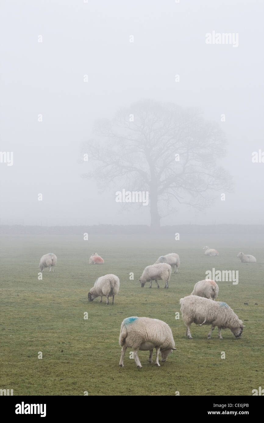 Sheep early hi-res stock photography and images - Alamy