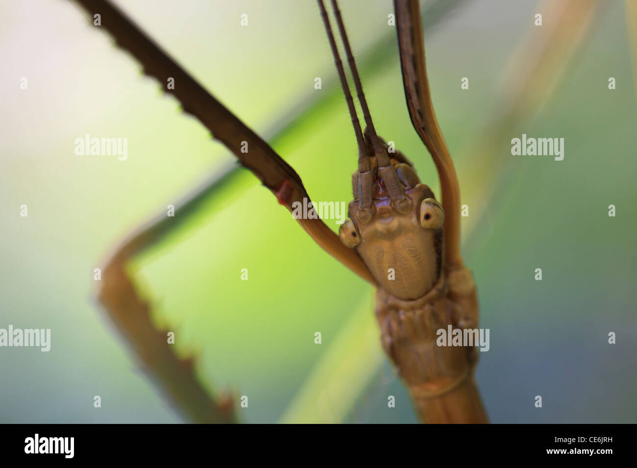 Phasmida hi-res stock photography and images - Alamy