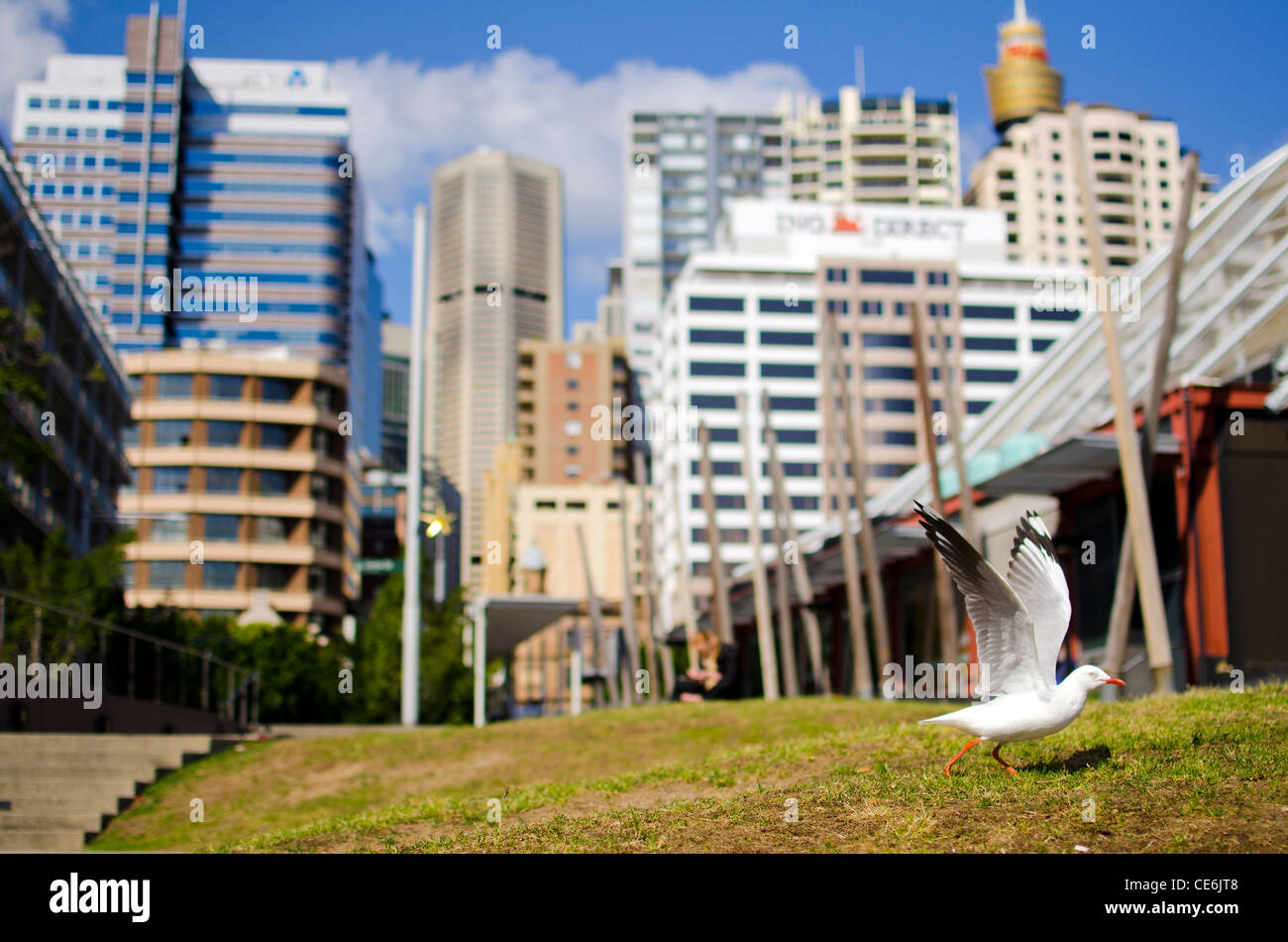 Seagull in Sydney, Australia Stock Photo - Alamy