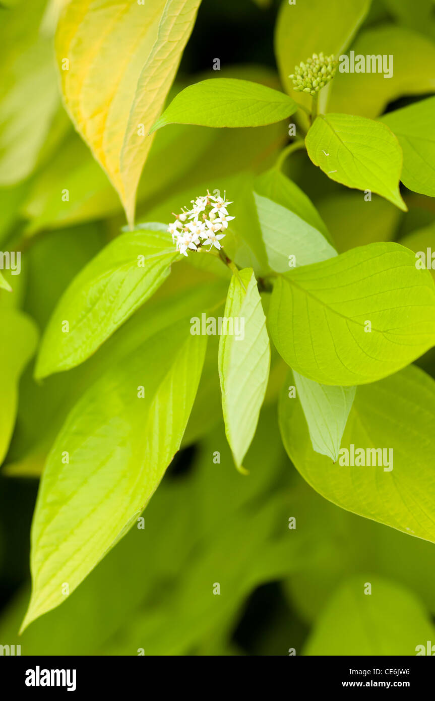 CORNUS ALBA AUREA Stock Photo - Alamy