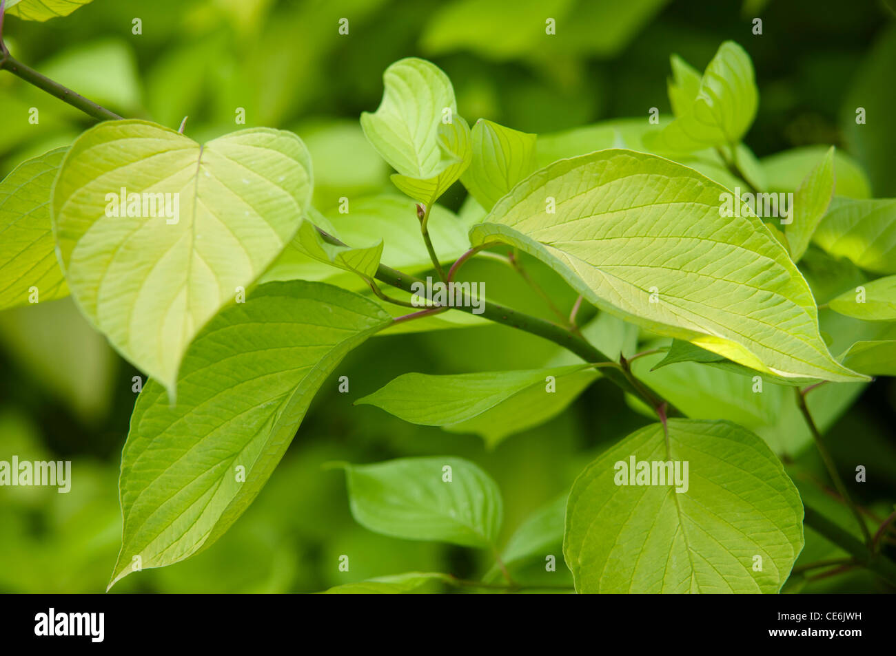 CORNUS ALBA AUREA Stock Photo - Alamy