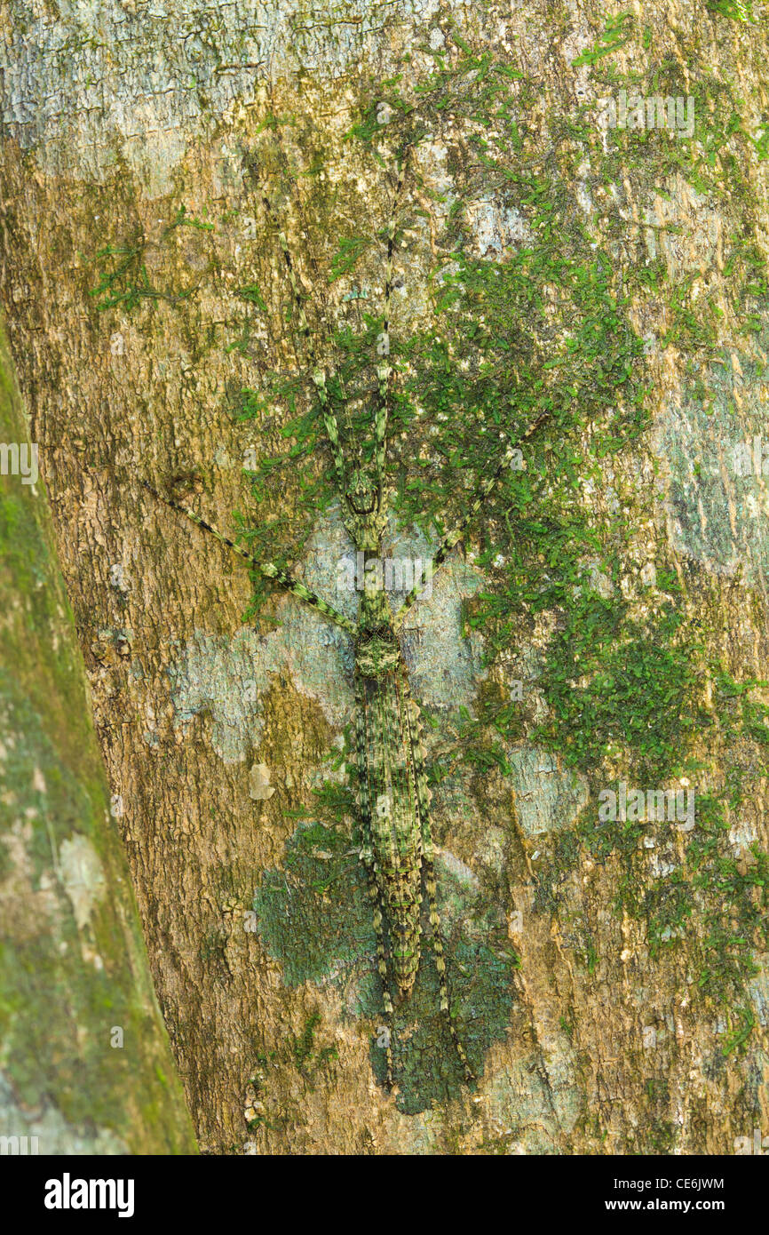 Lichen-mimic Stick Insect (Phasmida) camouflaged on tree bark. Bach Ma ...