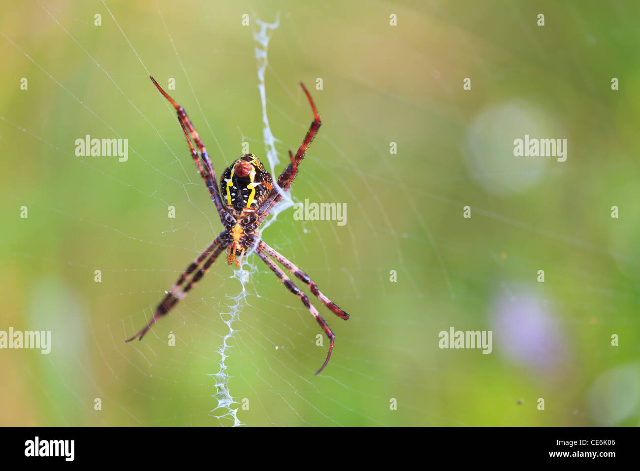 Female spider (Argiope sp.) on web. Bach Ma National Park. Vietnam ...