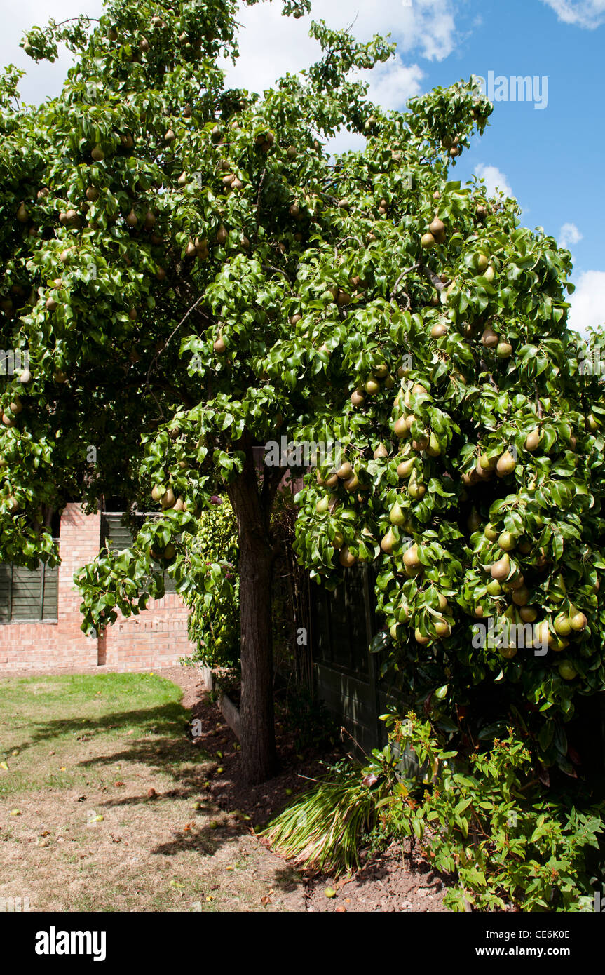 Pyrus communis ‘conference’ hi-res stock photography and images - Alamy