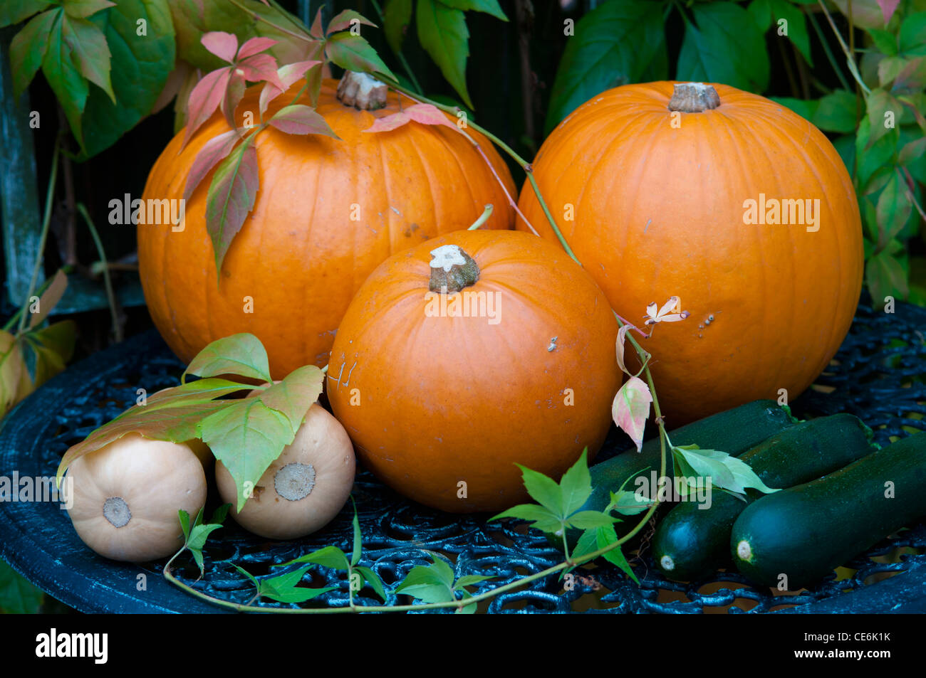 Cucurbita pepo hi-res stock photography and images - Alamy