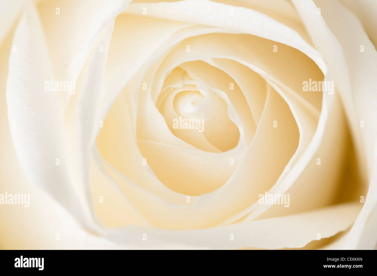 Cream coloured rose hi-res stock photography and images - Alamy