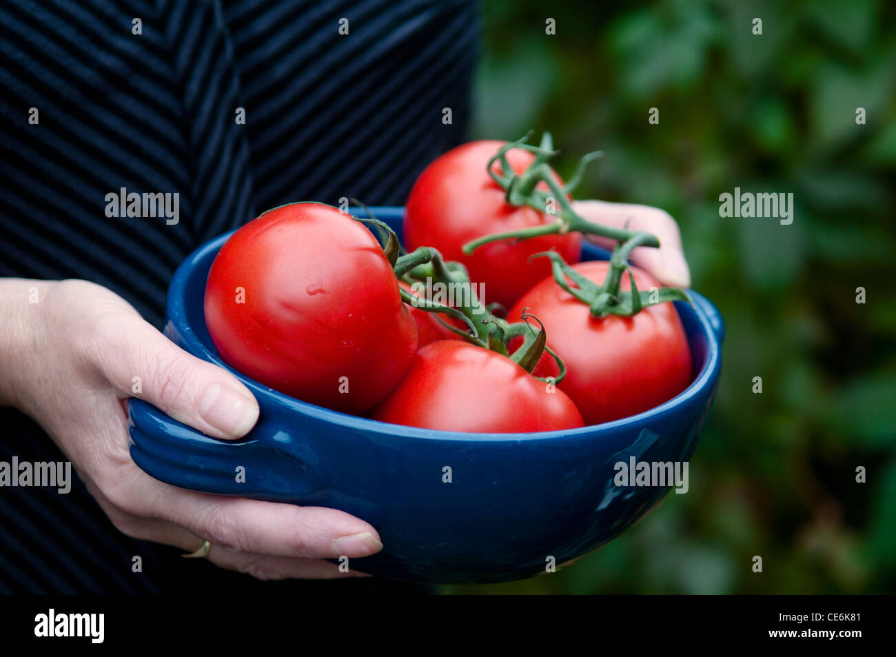 TOMATOES IN A BLUE DISH Stock Photo - Alamy