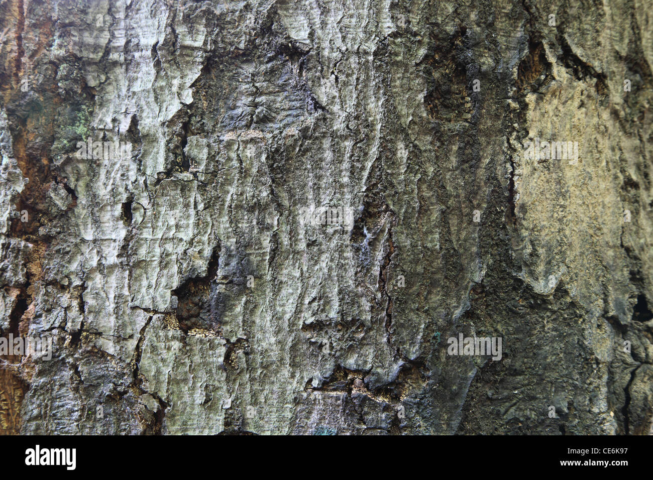 green n tree bark texture background Stock Photo - Alamy