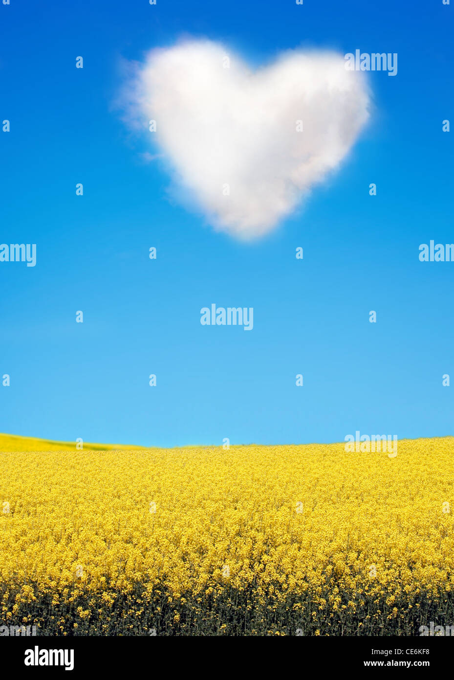 Oilseed and a heart shaped cloud Stock Photo - Alamy