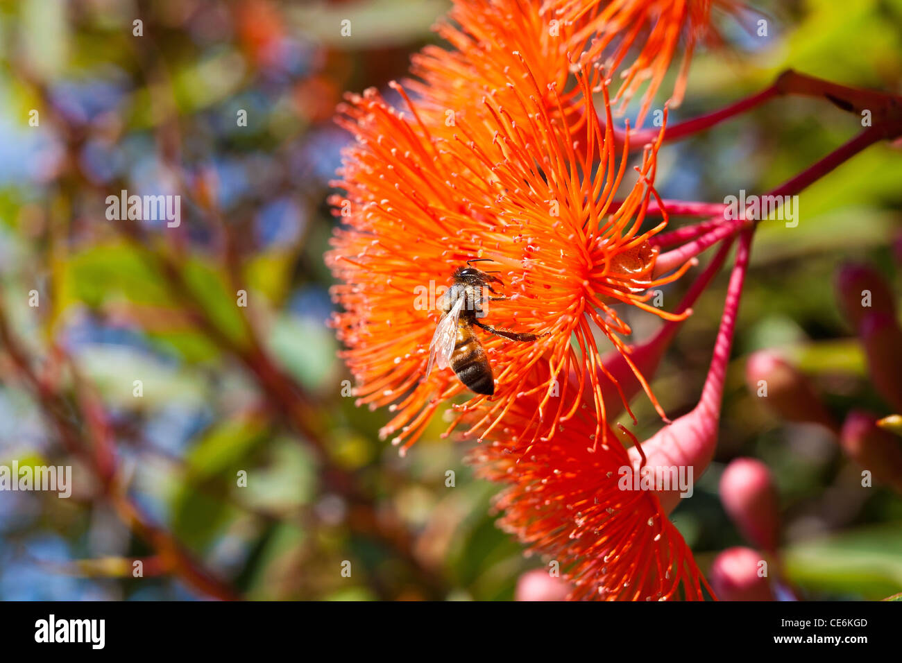 flowering gum tree in australia botanical name : Corymbia ficifolia ...