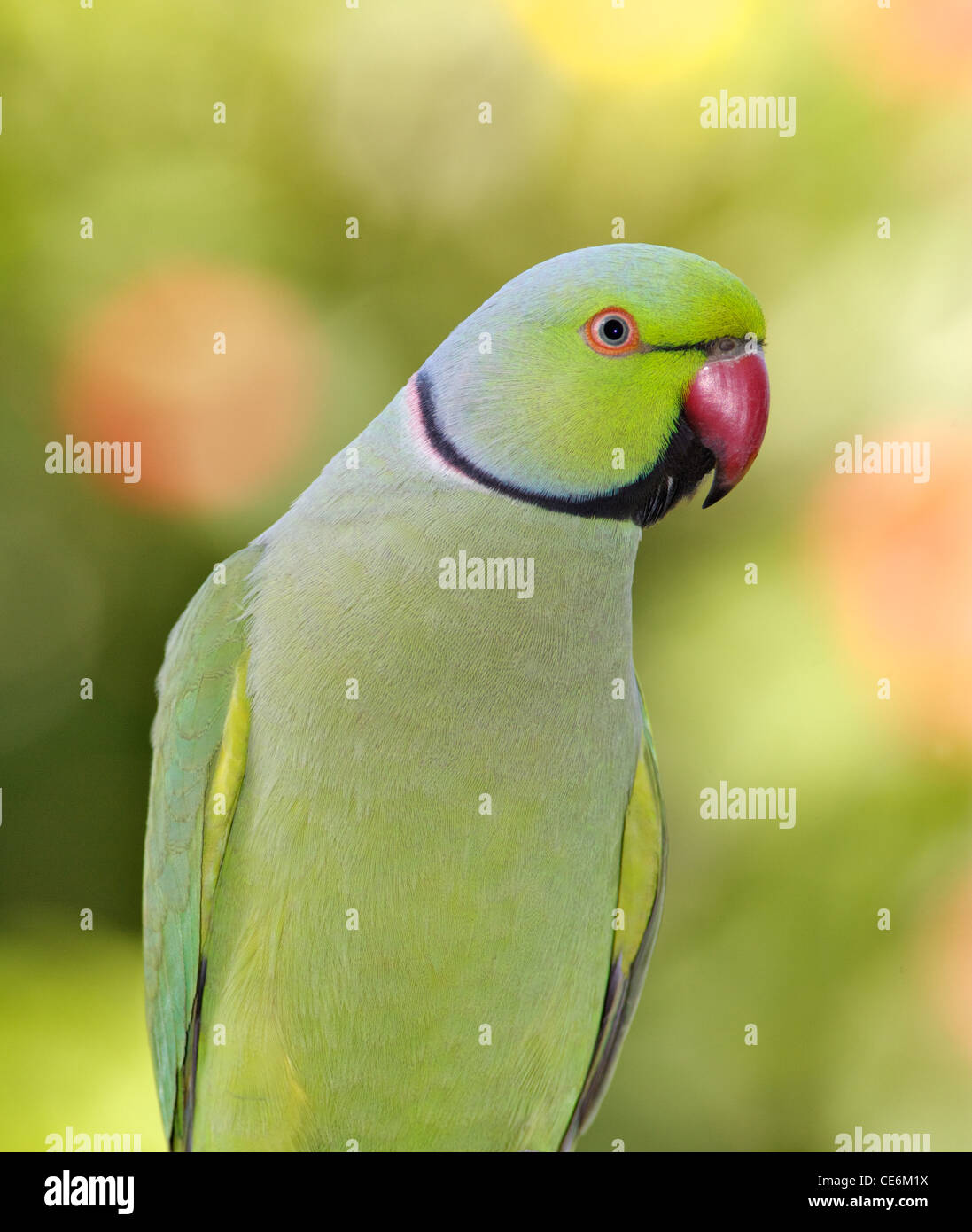 Portrait of a male Ringnecked Parakeet, Dubai, United Arab Emirates ...